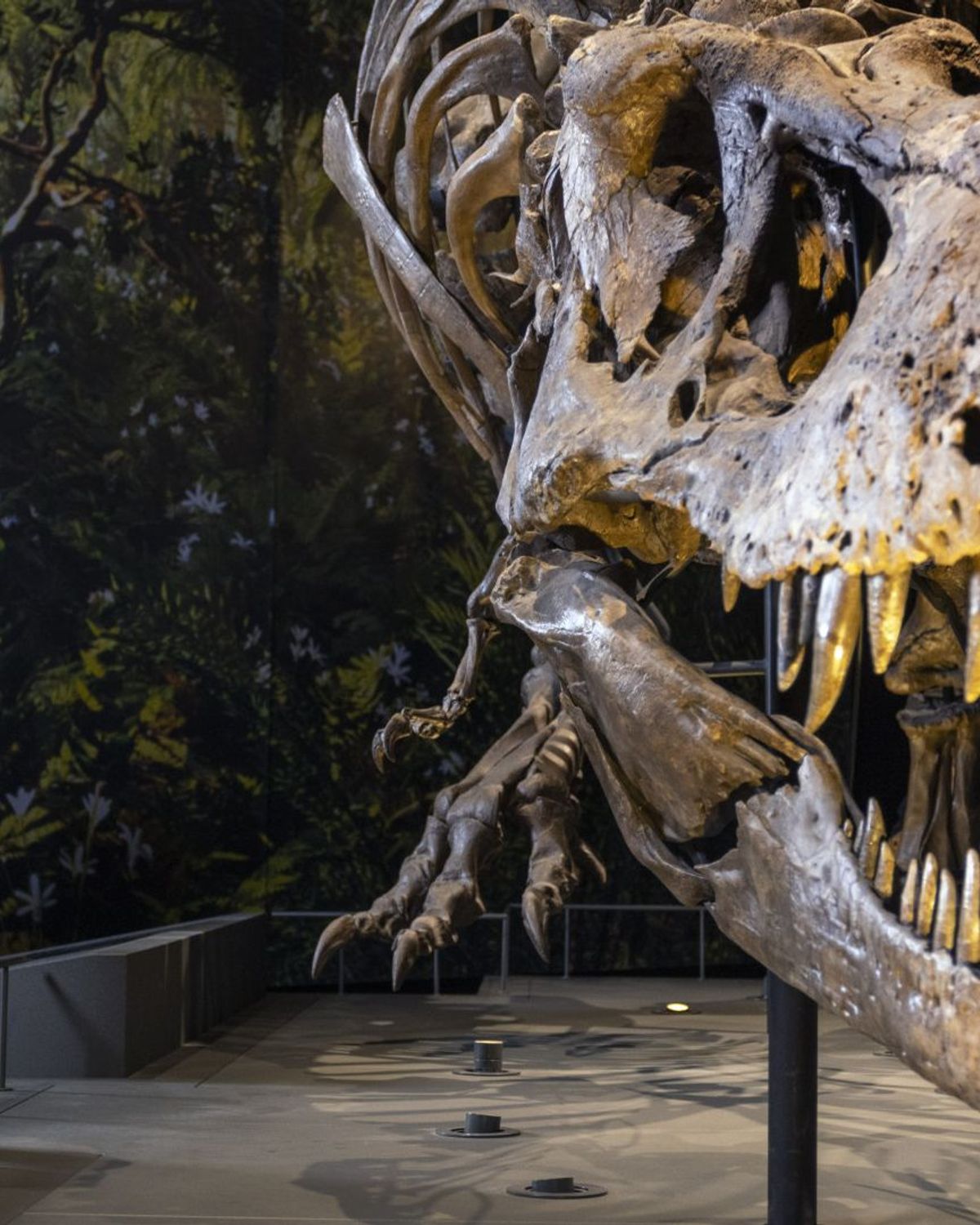 T-rex komt tot leven in Naturalis: 'Rexperience' laat het leven van ...