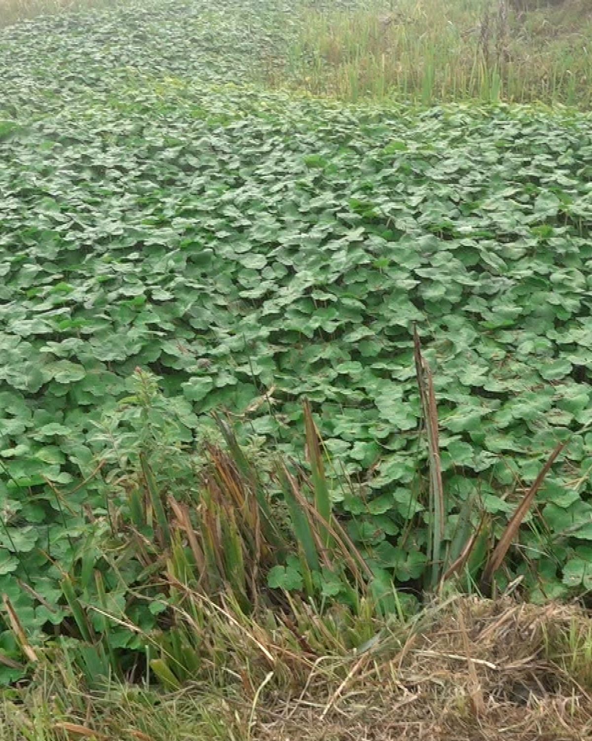 Grote waternavel woekert maar door, uitroeien lukt niet meer - RTV Noord