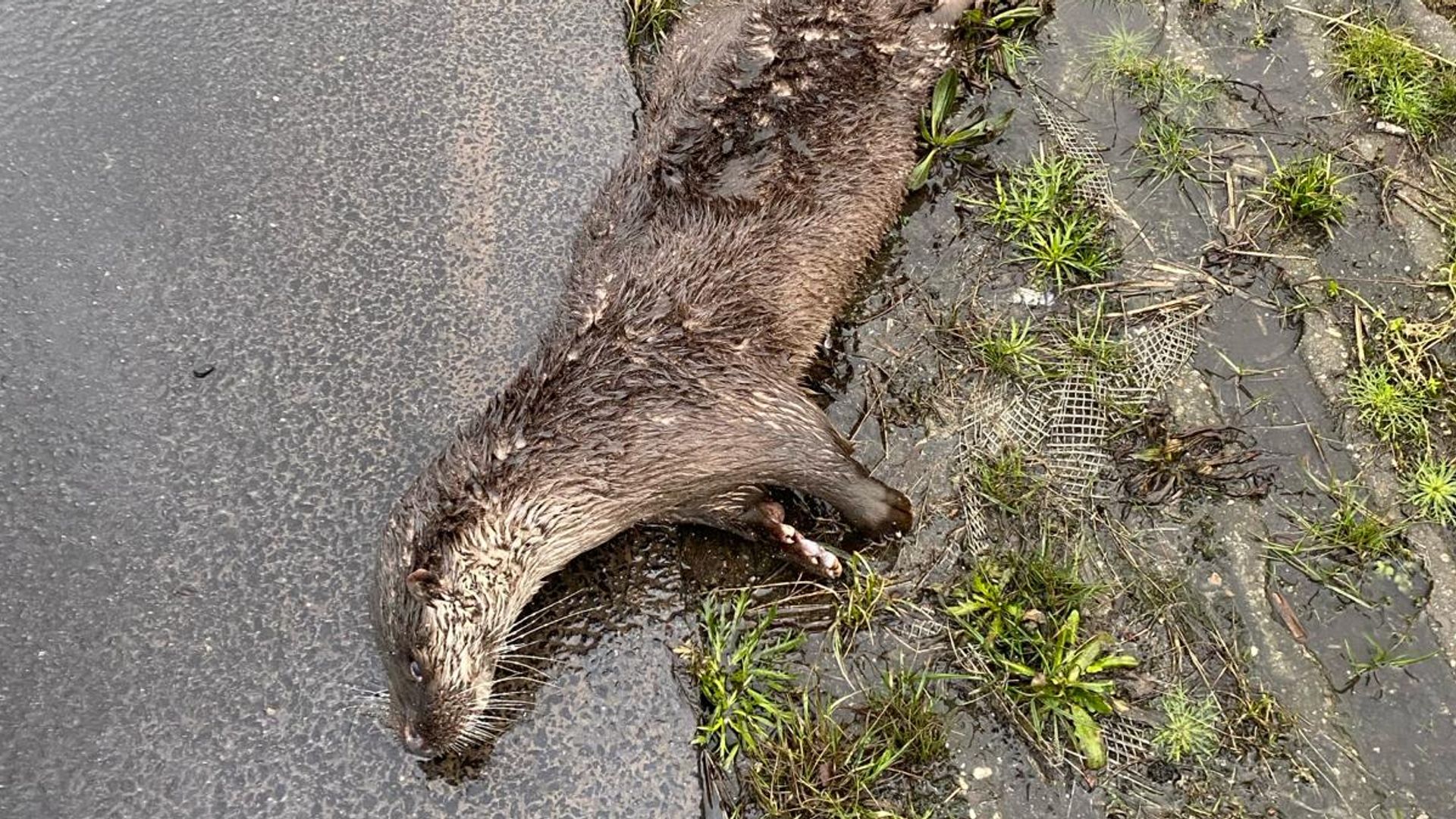 Leefgebied van otter langs Emmertochtsloot kaal gemaaid: "Otter heeft ...