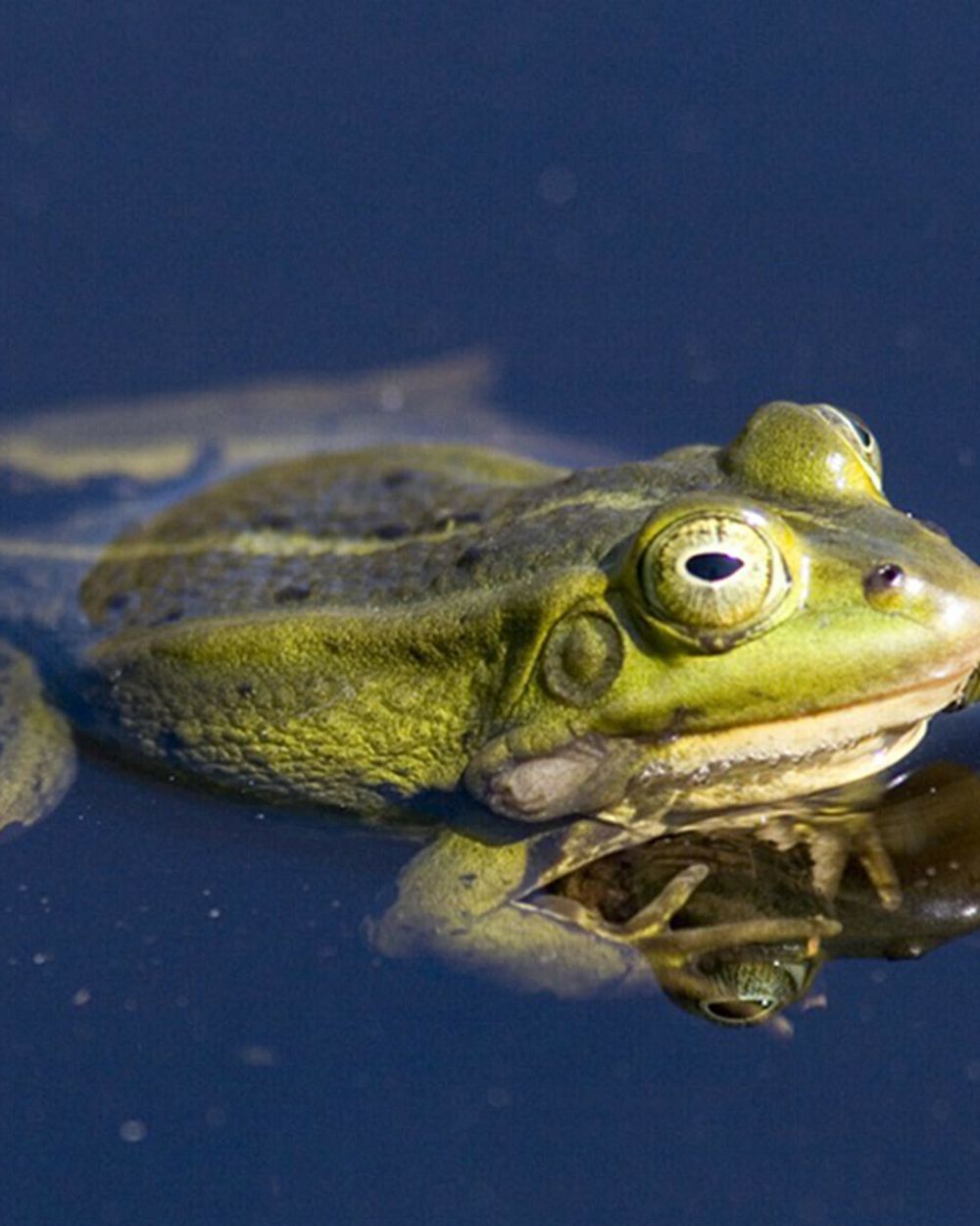Eenzame poelkikkers bij Hoogeveen zien wereld stukje groter worden ...
