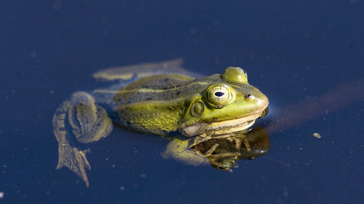 Eenzame poelkikkers bij Hoogeveen zien wereld stukje groter worden ...