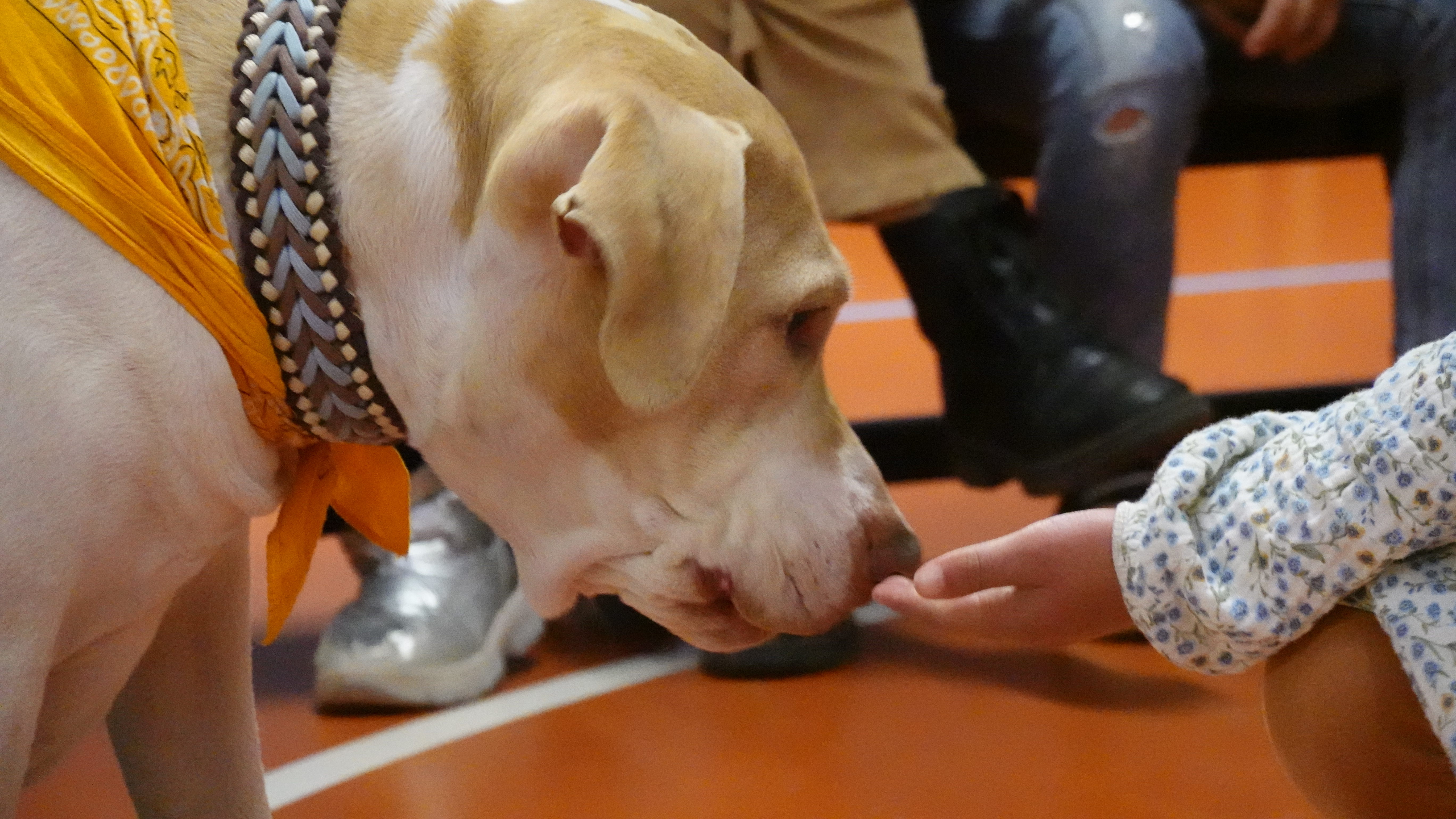 Aan oor trekken is hap! Kinderen op cursus om bijten hond te voorkomen ...