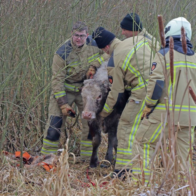 Brandweer redt kalf in nood uit ijskoud water - RTV Drenthe