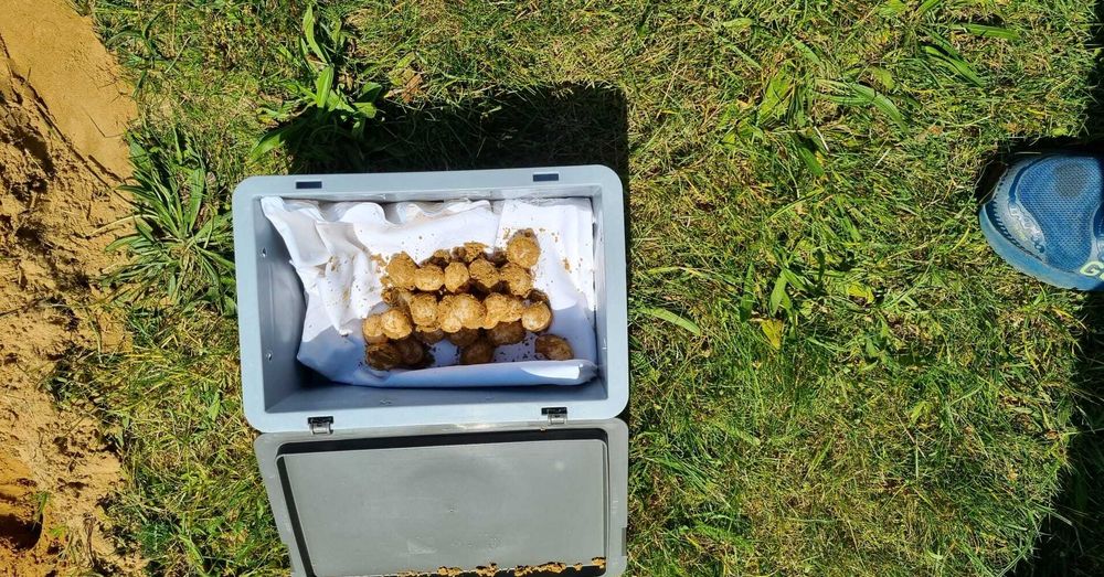 Schildpad legt 23 eieren in zand bij Kralingse Plas - Rijnmond