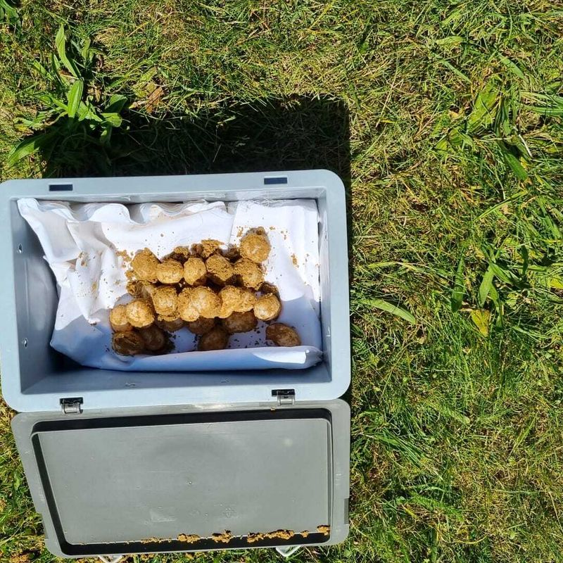 Schildpad legt 23 eieren in zand bij Kralingse Plas - Rijnmond