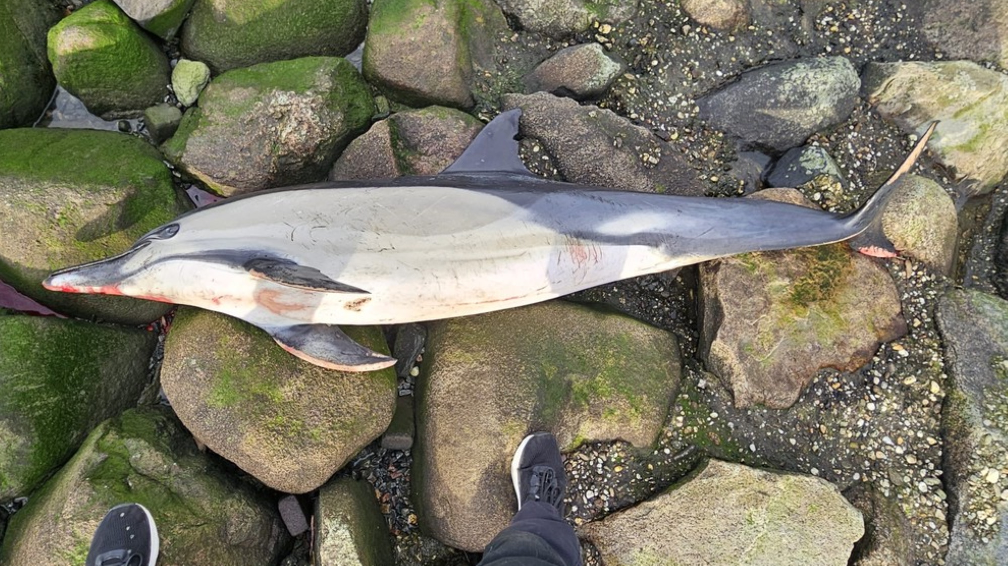 Wat maakt de dode dolfijn van Harlingen zo speciaal? "Zo'n dier zien we ...
