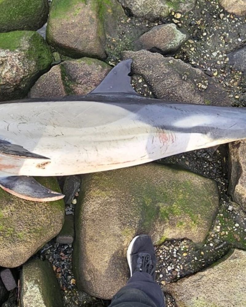 Deade dolfyn fûn by Surch, wie noch mar krekt oanspield - Omrop Fryslân