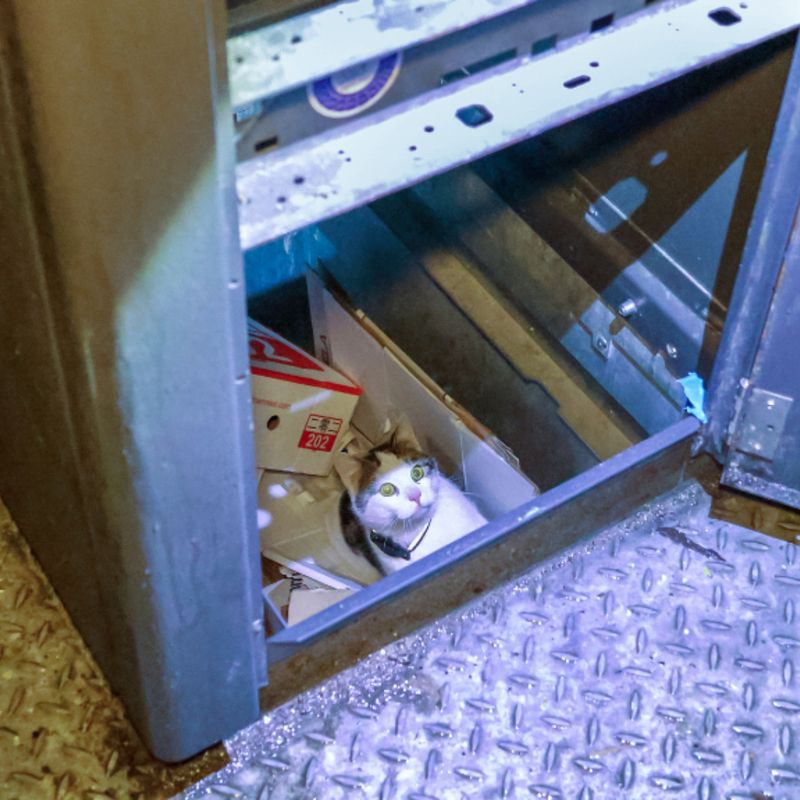 Kat uit ondergrondse container gered - Rijnmond