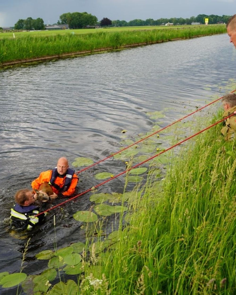 Ree veilig op het droge na reddingsactie bij Hasselt - Oost
