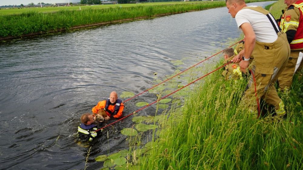 Ree veilig op het droge na reddingsactie bij Hasselt - Oost
