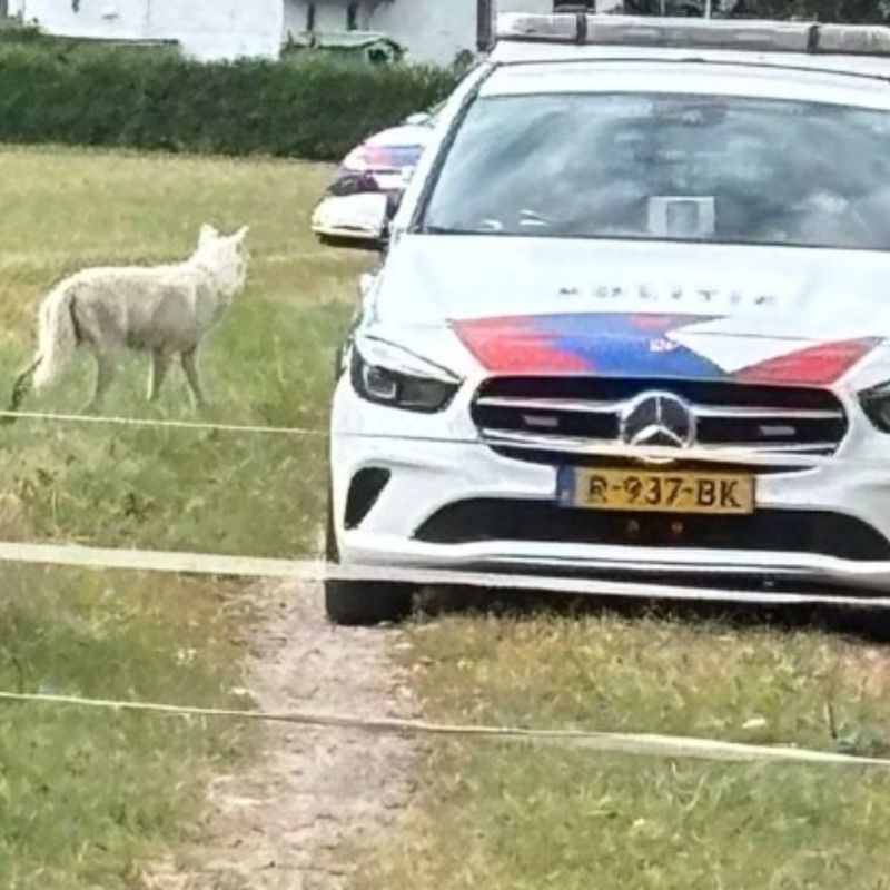 Politie schiet ontsnapte 'wolf' dood, dier dreigde A73 op te lopen - L1 ...