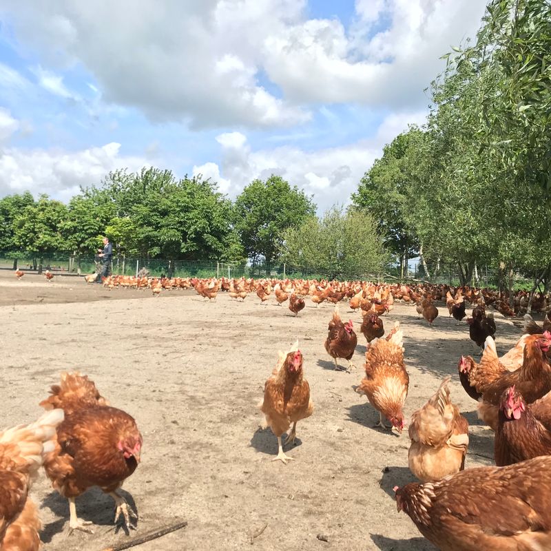 Hoger beroep tegen NVWA in fipronilzaak - RTV Drenthe