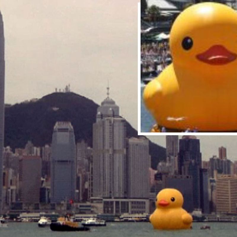 Rotterdamse badeend nu ook in Hong Kong - Rijnmond