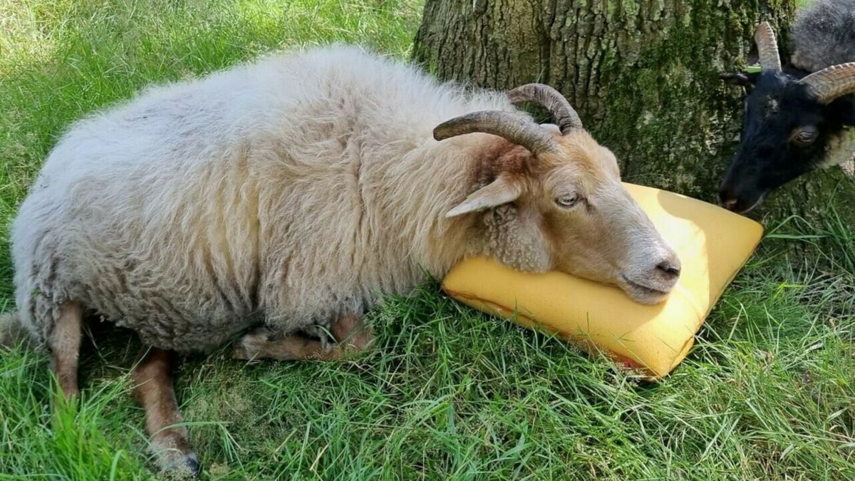 Aandoenlijke foto van bejaard schaap op kussentje leidt naar oud ...