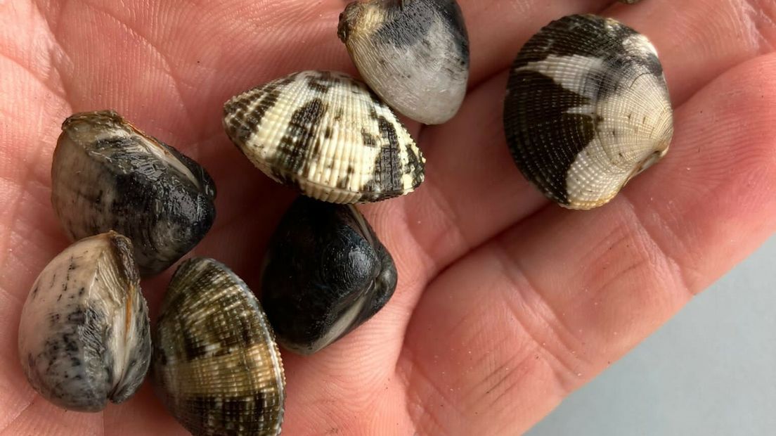 Exotische schelpen komen vaker voor in de Waddenzee - Omrop Fryslân