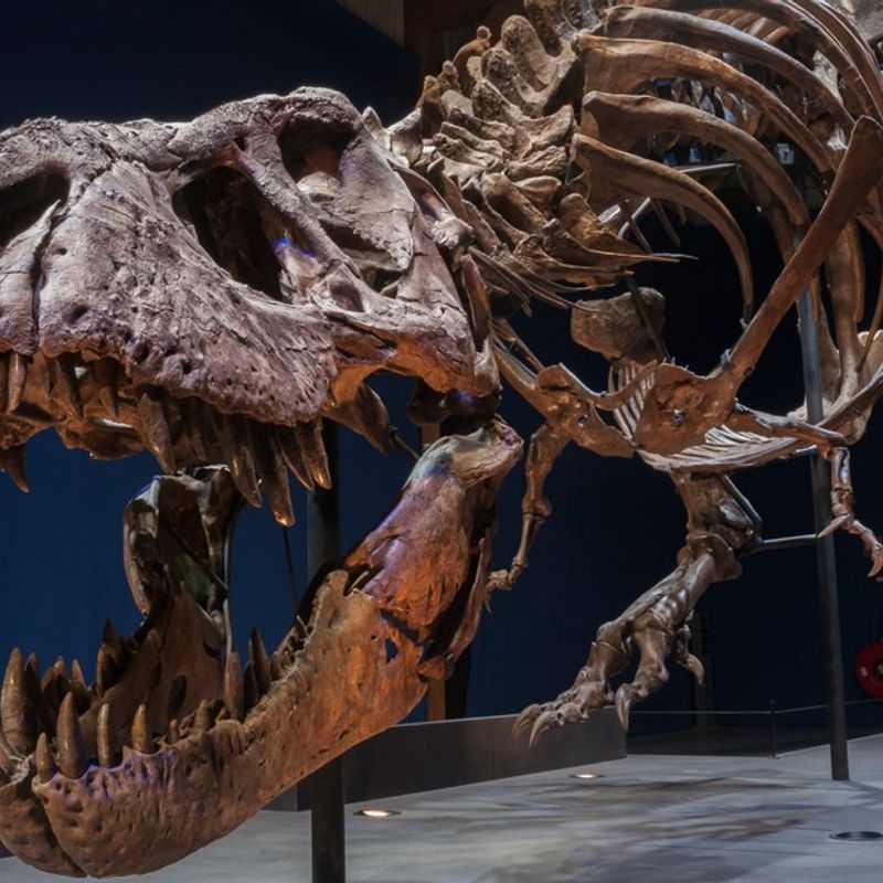 T. rex Trix is terug in vernieuwd Naturalis - Omroep West