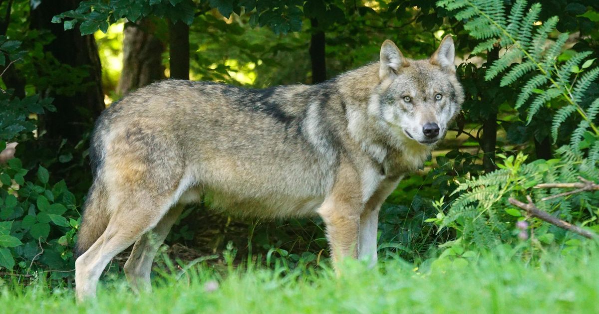 Dode wolf langs snelweg bij Leusden, vermoedelijk aangereden - RTV Utrecht