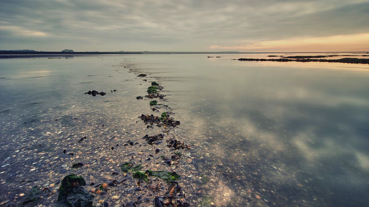 Onderzoek naar restanten van medicijnen in de Waddenzee - Omrop Fryslân