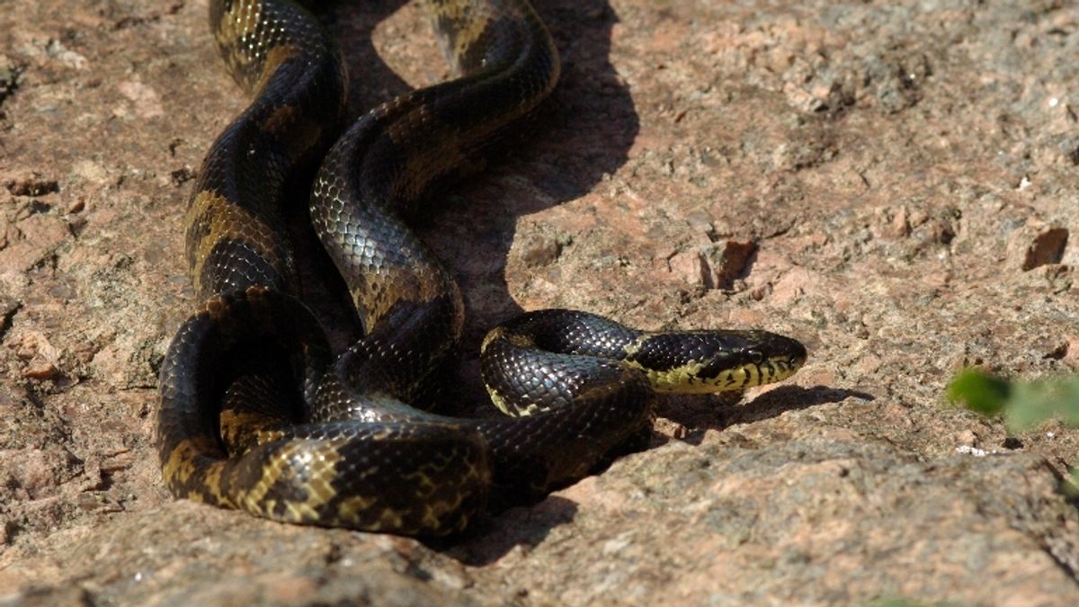 Rattenslang uit Eelde lijkt leefgebied te vergroten - RTV Drenthe