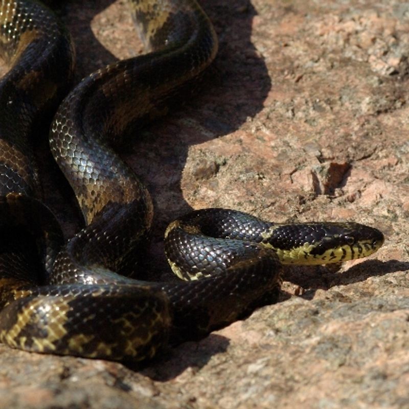 Rattenslang uit Eelde lijkt leefgebied te vergroten - RTV Drenthe