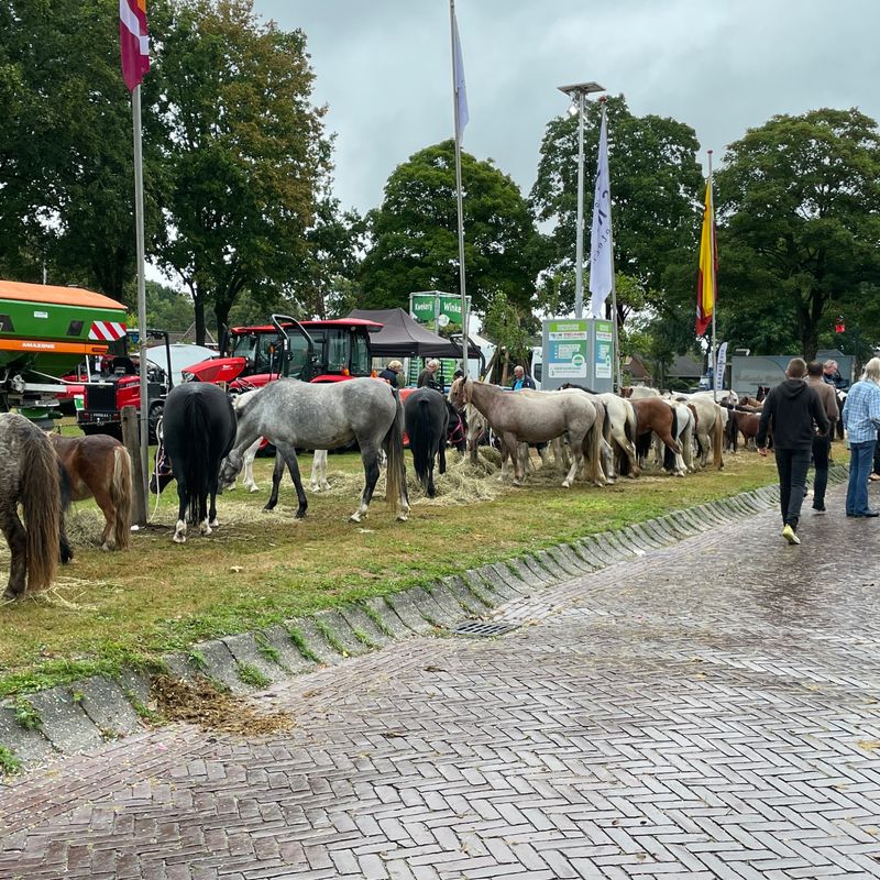 Paardenmarkt Rolde met 140 dieren: 'Het is een onzettend succes' - RTV ...
