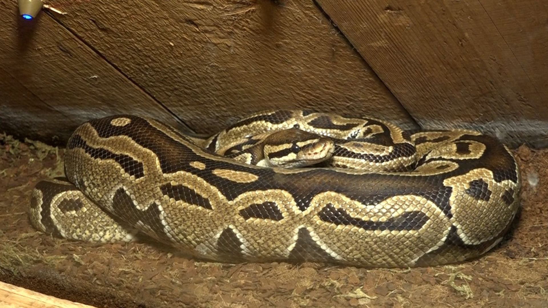 Achterhoekse 'Artis' wil flink uitbreiden - Omroep Gelderland