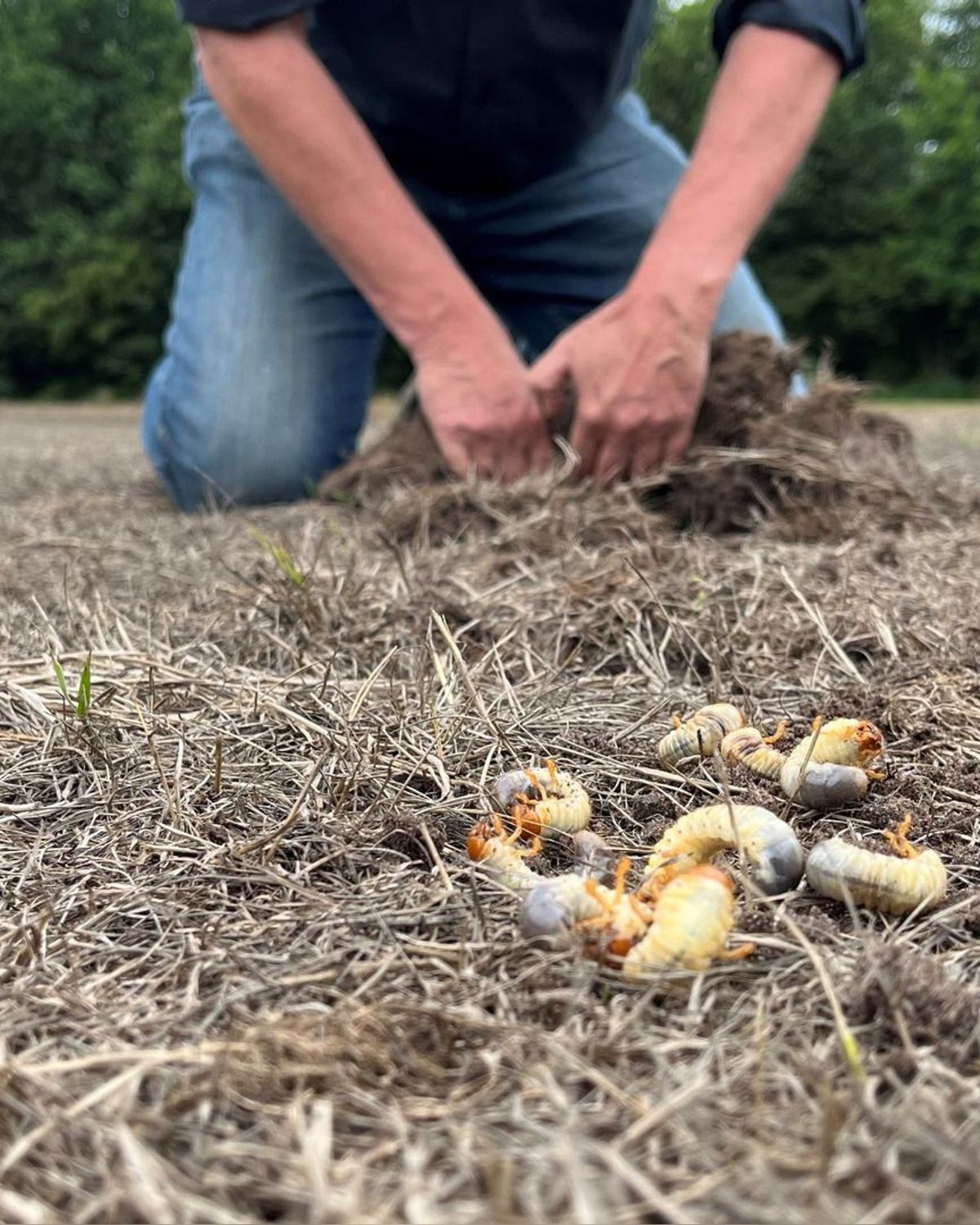 Larven van meikever brengen grote schade toe aan sportvelden Noordwolde ...