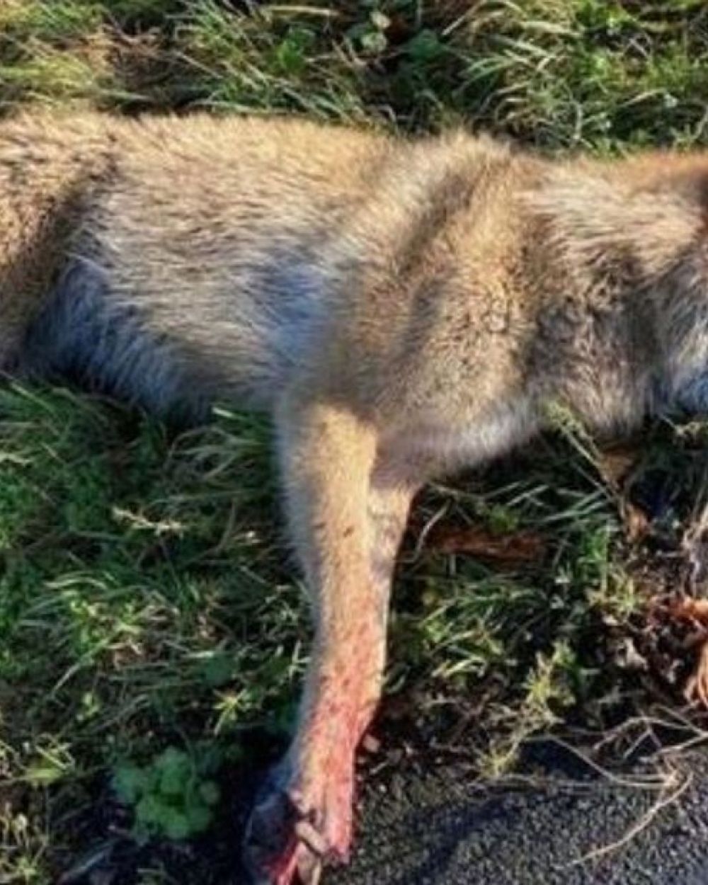 Hybride wolf bestaat niet in Nederland, blijkt uit onderzoek - Omroep ...