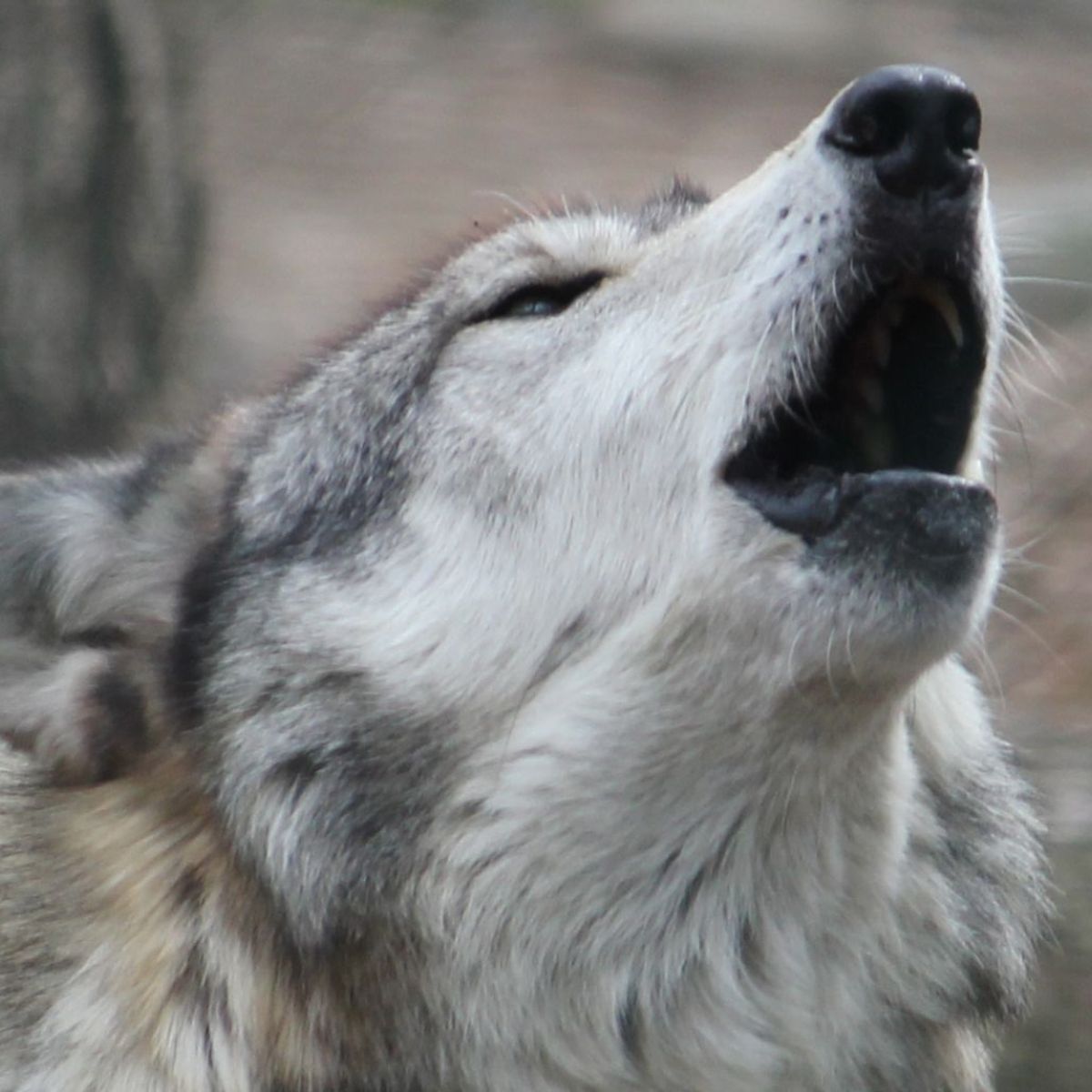 Huilende wolf kun je horen op de Veluwe, dit is waarom - Omroep Gelderland