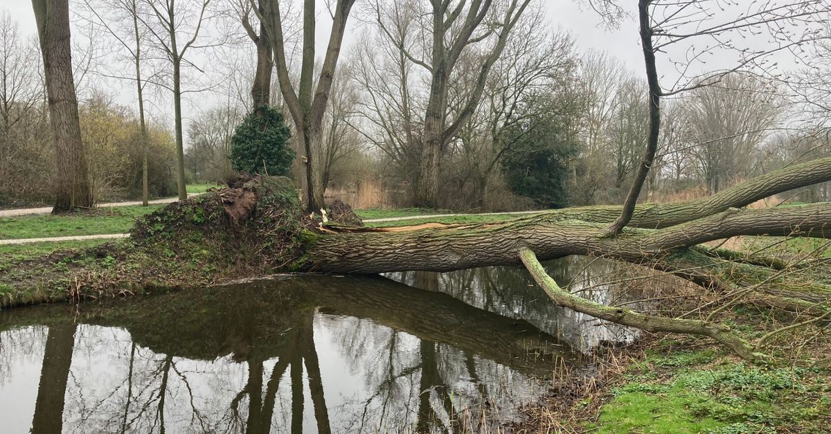 Enorme boom valt uit het niets om: 'Had heel anders af kunnen lopen ...