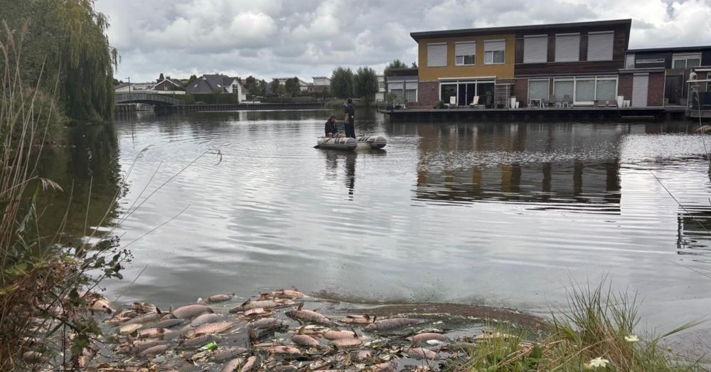 Duizenden dode karpers in water Vlissingen: ‘Zonde voor de natuur ...