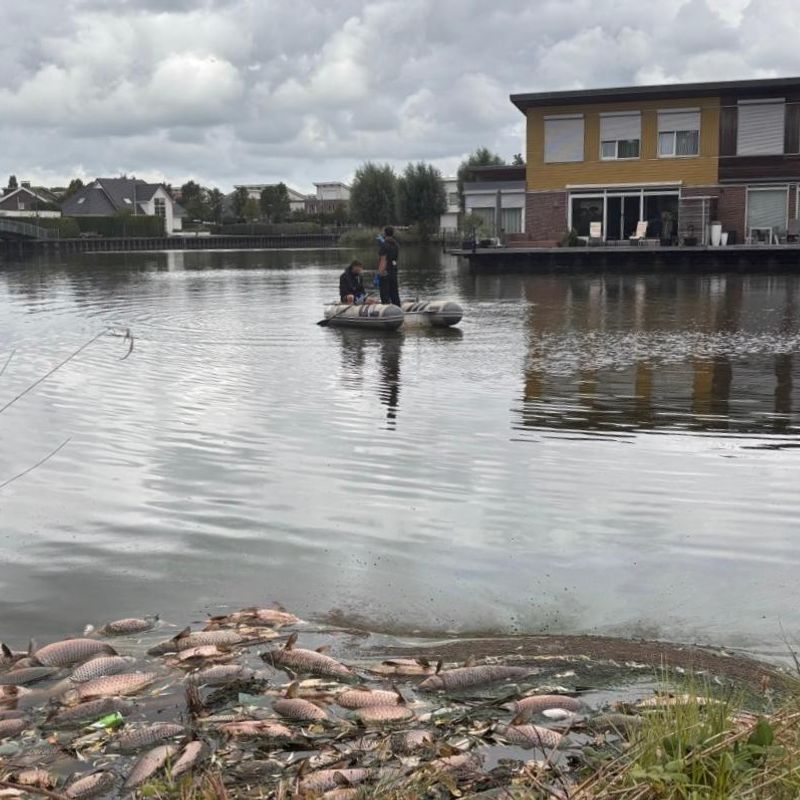 Duizenden dode karpers in water Vlissingen: ‘Zonde voor de natuur ...