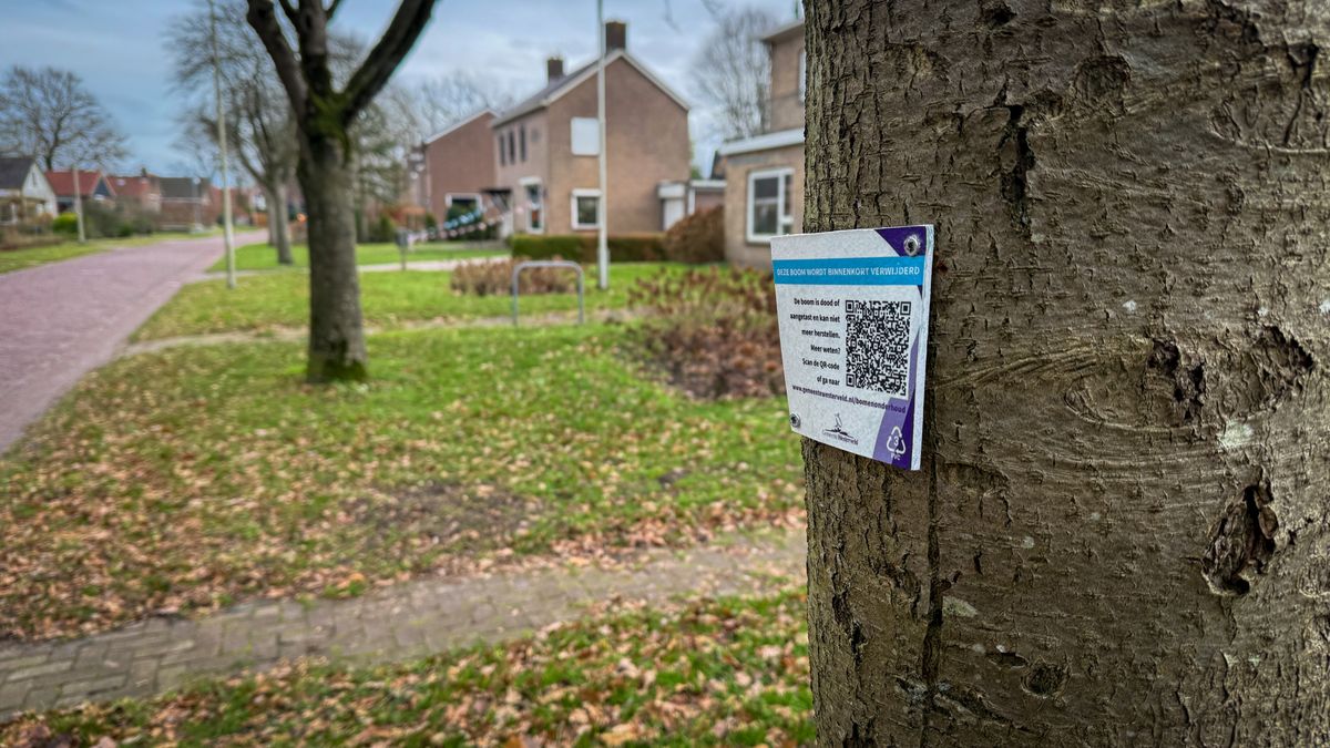 Geen gele stippen op de boom meer in Westerveld, maar kaartjes met QR ...