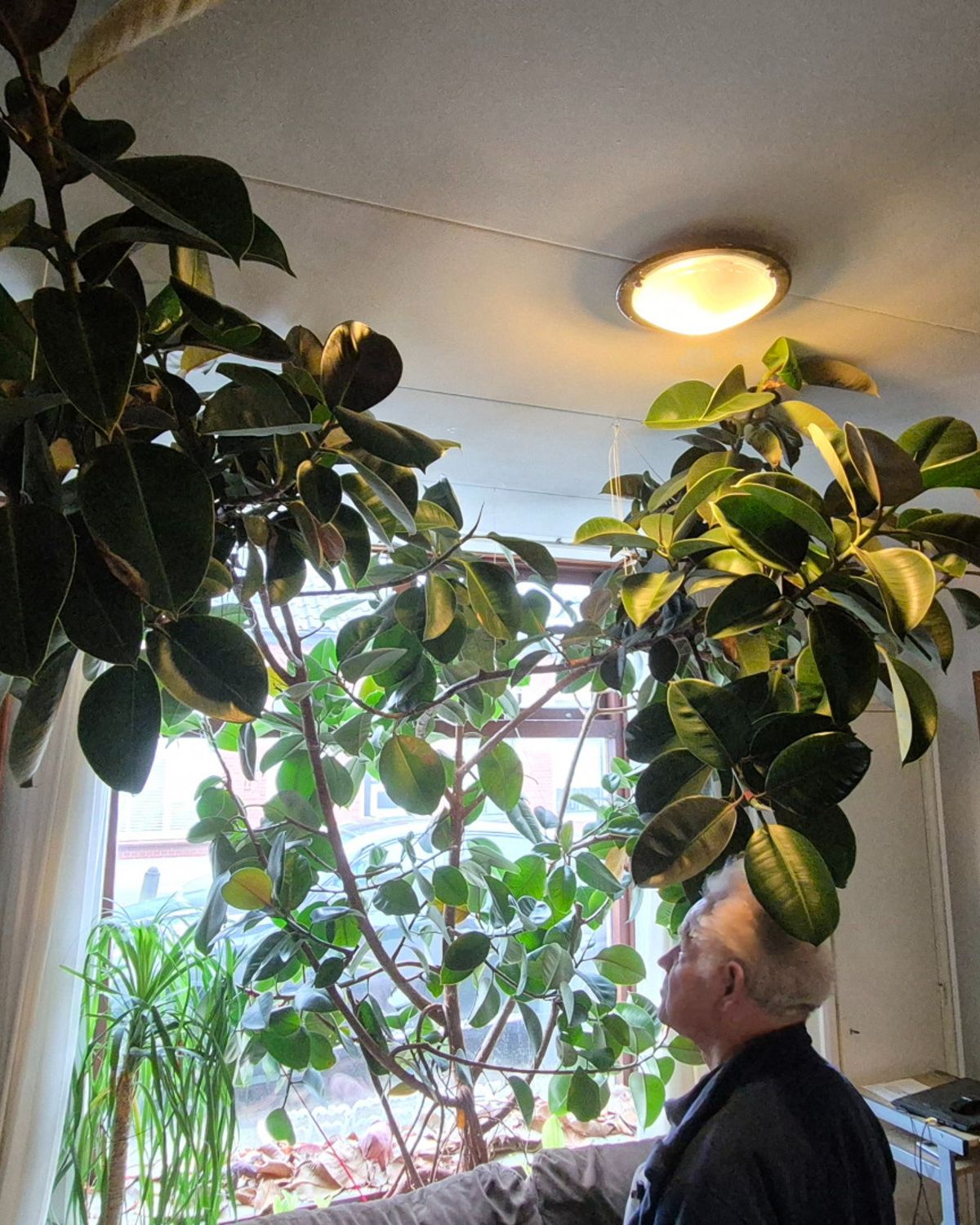 Plant blijft maar groeien, woonkamer Jan (84) in het donker: 'Groeit ...