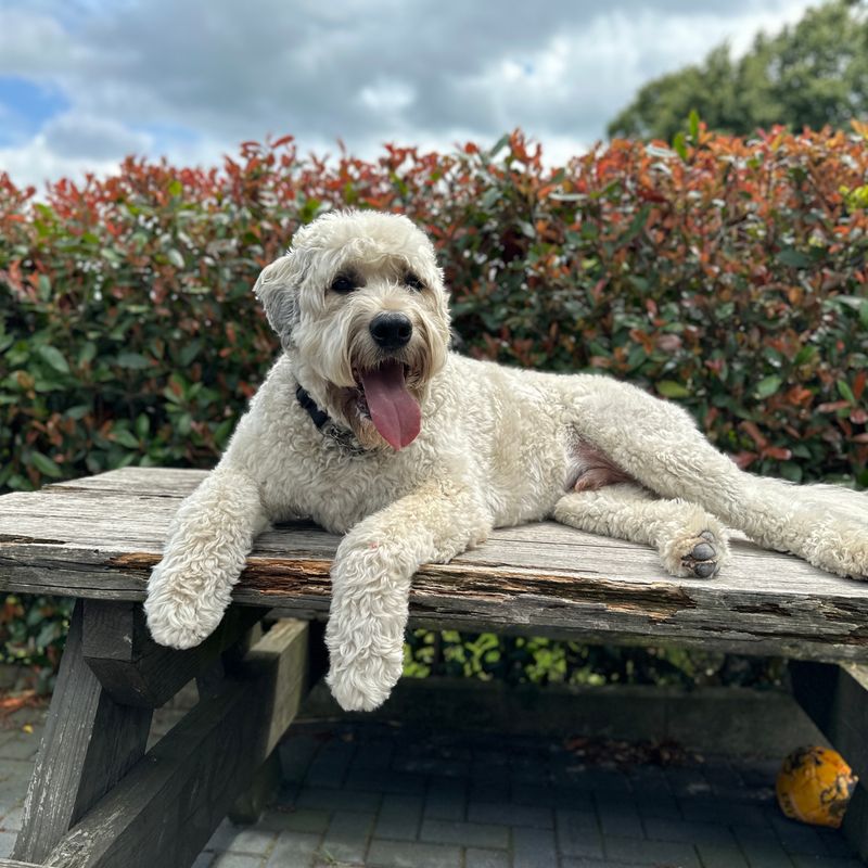 Grote witte hond op picknicktafel is wereldberoemd in Valthermond - RTV ...