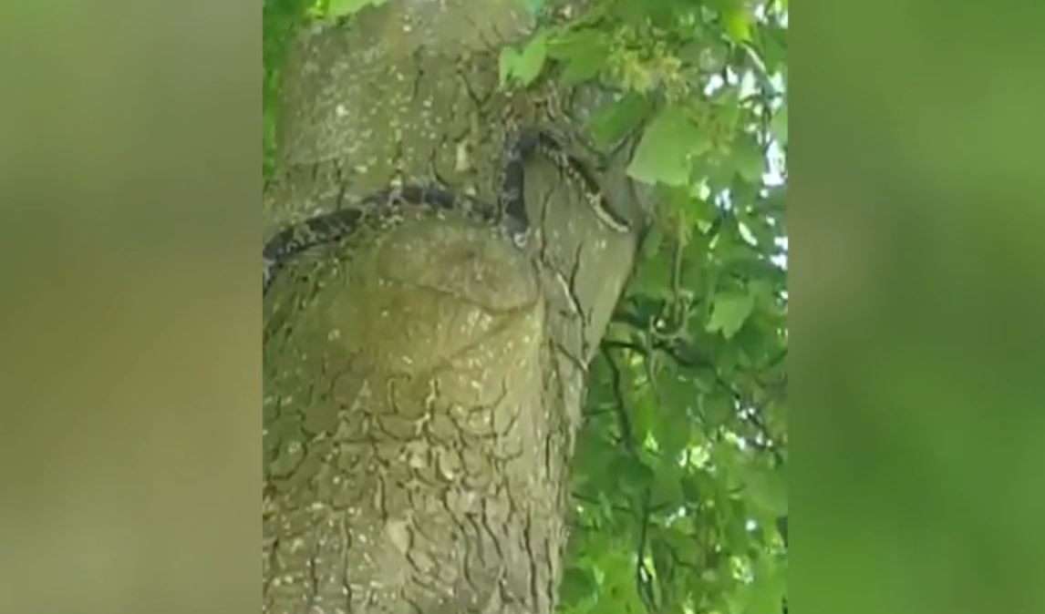 Wat te doen als je deze slang niet in je tuin wilt? - RTV Drenthe