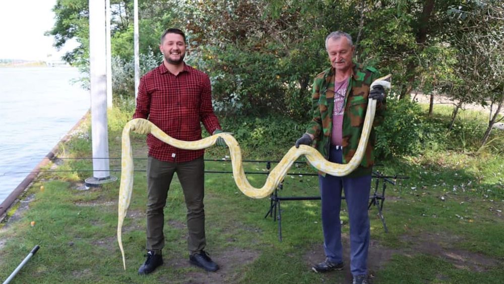 Man aangehouden na vondst vier meter lange slang in Kanaal van Gent ...