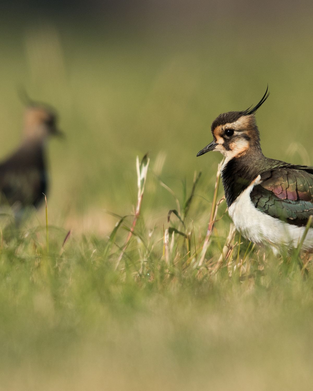Agrarisch Natuurfonds Fryslân mikt op verdubbeling weidevogels bij ...