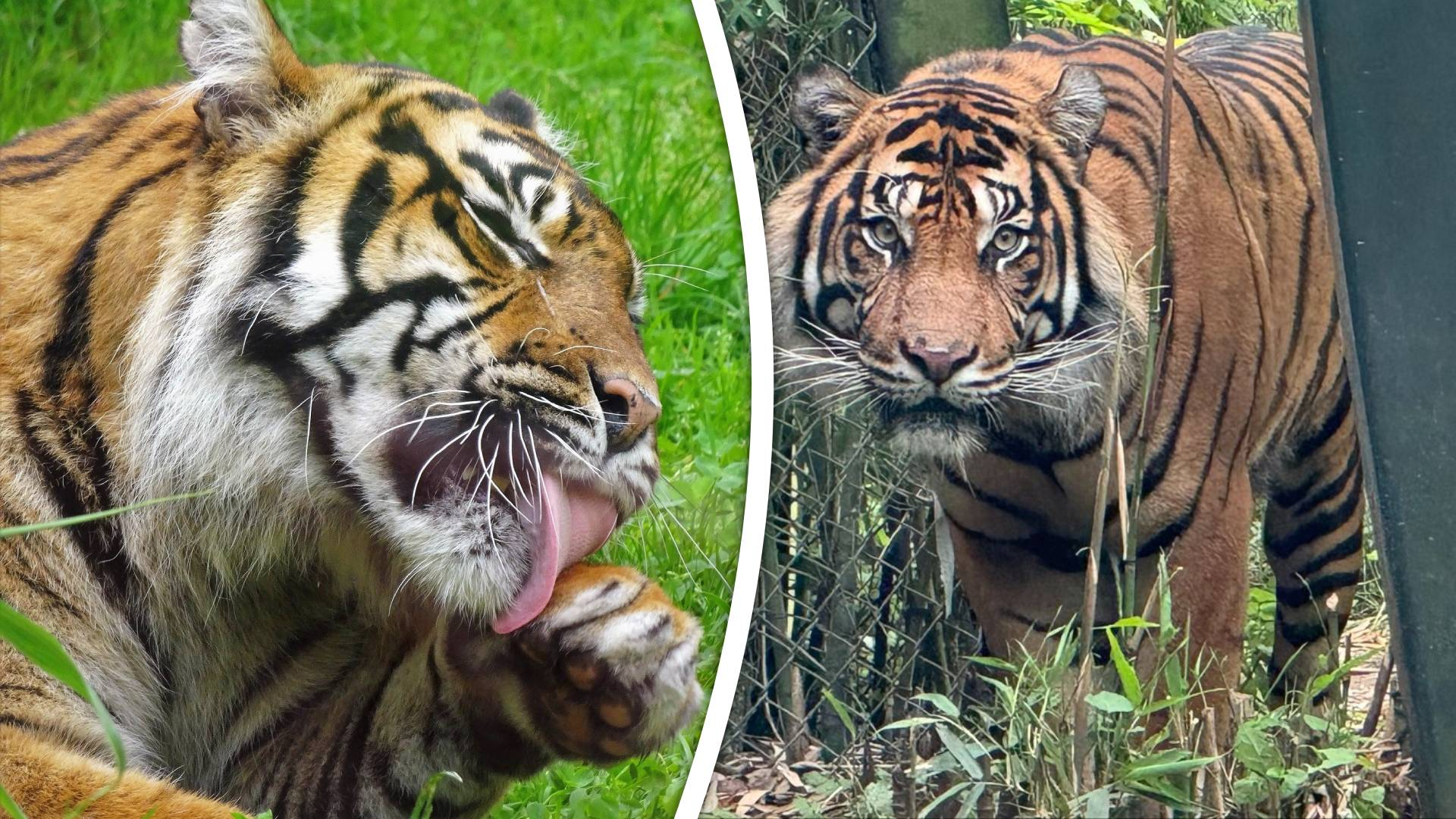 Nieuwe stoeipoes in Blijdorp, tijgerin aangekomen om voor kleintjes te ...