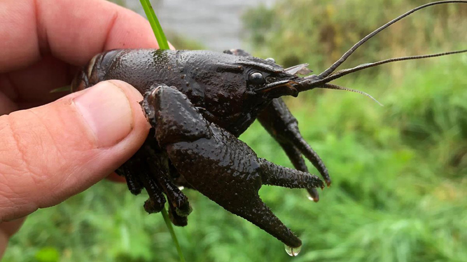Exotische rivierkreeften bereiken Drenthe maar hebben nog weinig ...