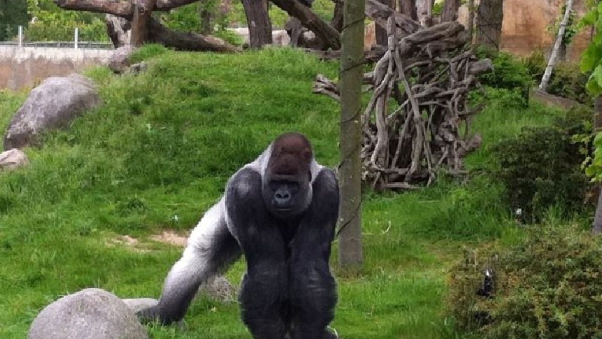 Bokito: vijf jaar later - Rijnmond