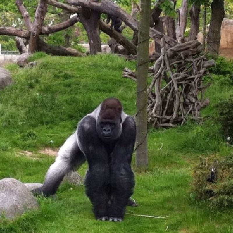 Bokito: vijf jaar later - Rijnmond