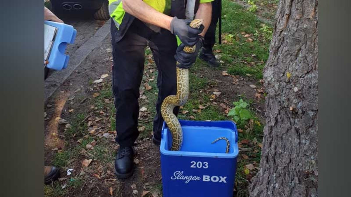 Sissende zak in Capelle blijkt tijgerpython - Rijnmond