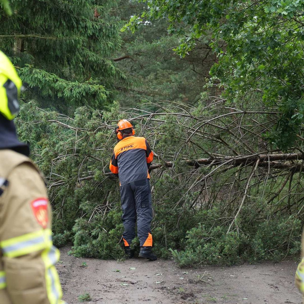 Harde wind: boom blokkeert weg in Weert, snoeiwerk in Baarlo - L1 Nieuws
