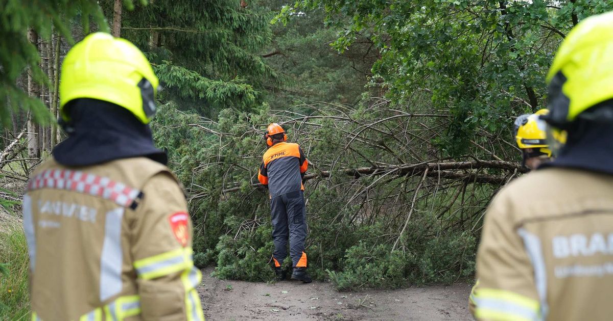 Harde wind: boom blokkeert weg in Weert, snoeiwerk in Baarlo - L1 Nieuws