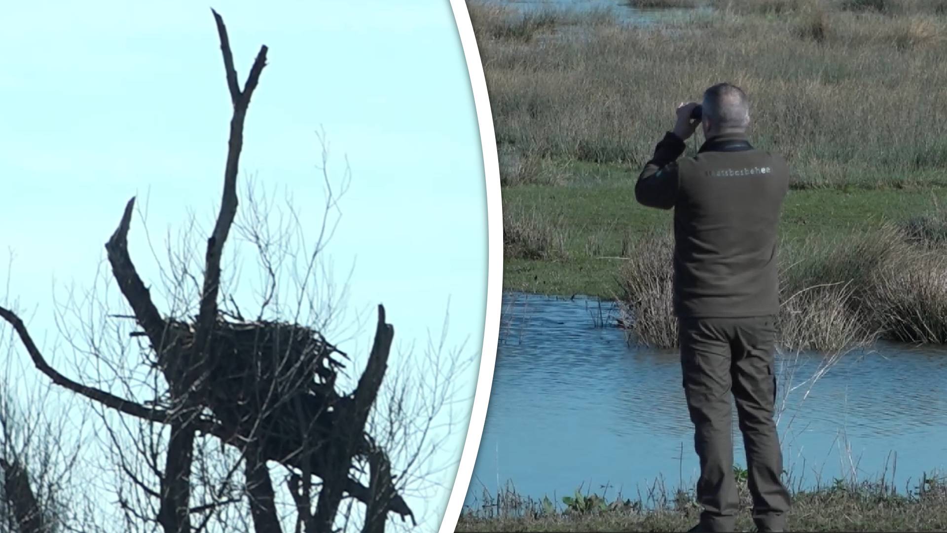 Beleeft de Biesbosch dit voorjaar opnieuw een soap met in de hoofdrol ...
