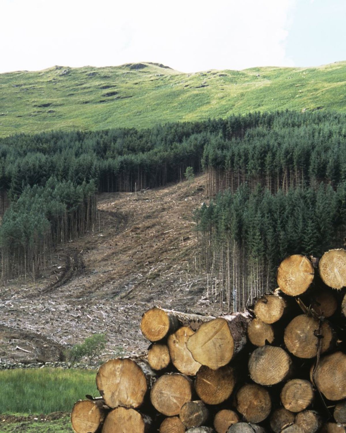 Warmtebedrijf Ede verzweeg import van niet gecertificeerd hout uit ...
