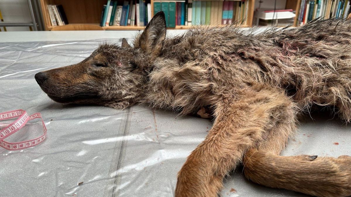 Doodgeschoten wolf bijna te zien als museumstuk - Omroep Gelderland