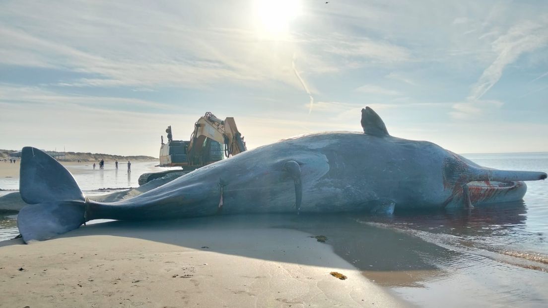 Teruggesleepte potvis in Renesse trekt veel bekijks: 'Echt heel gaaf om ...