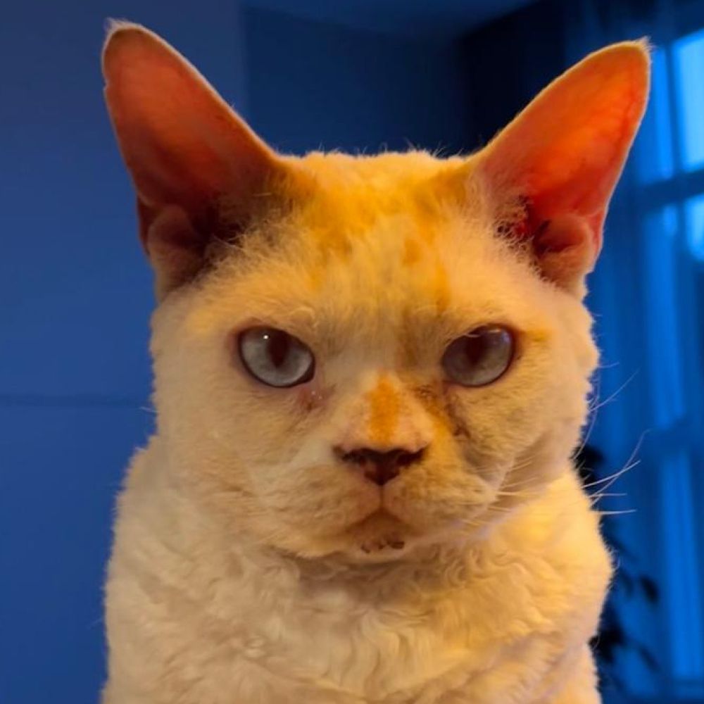 Kat Odin noodgedwongen in auto ingeslapen vanwege brand, brandalarm ...